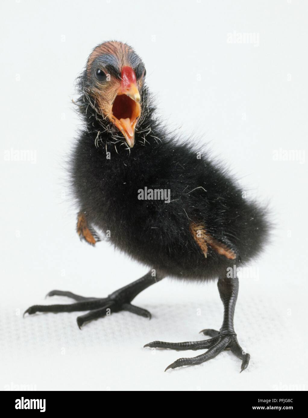 Beak open hi-res stock photography and images - Alamy