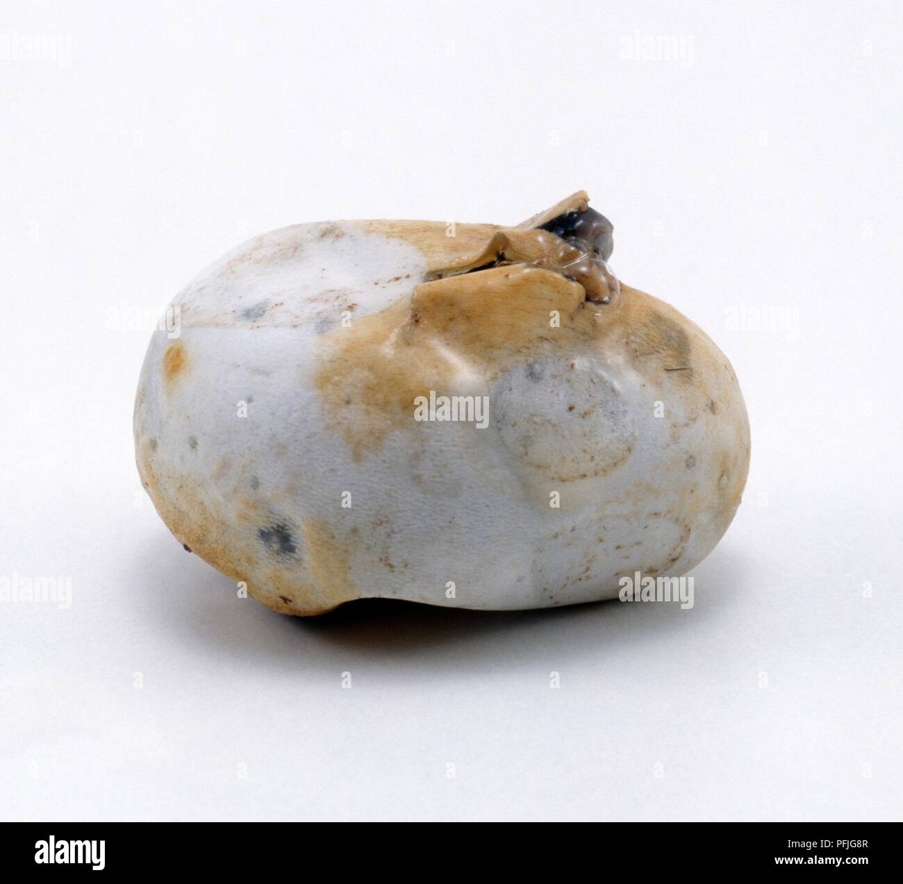 Snake egg hatch white hi-res stock photography and images - Alamy