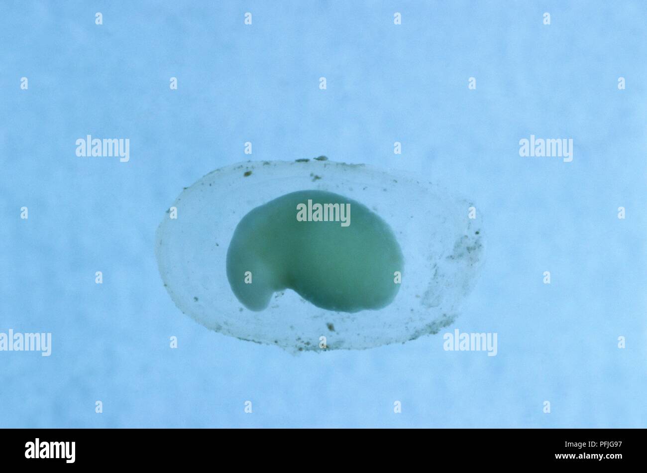 Great crested newt (Triturus cristatus), embryo developing inside egg ...