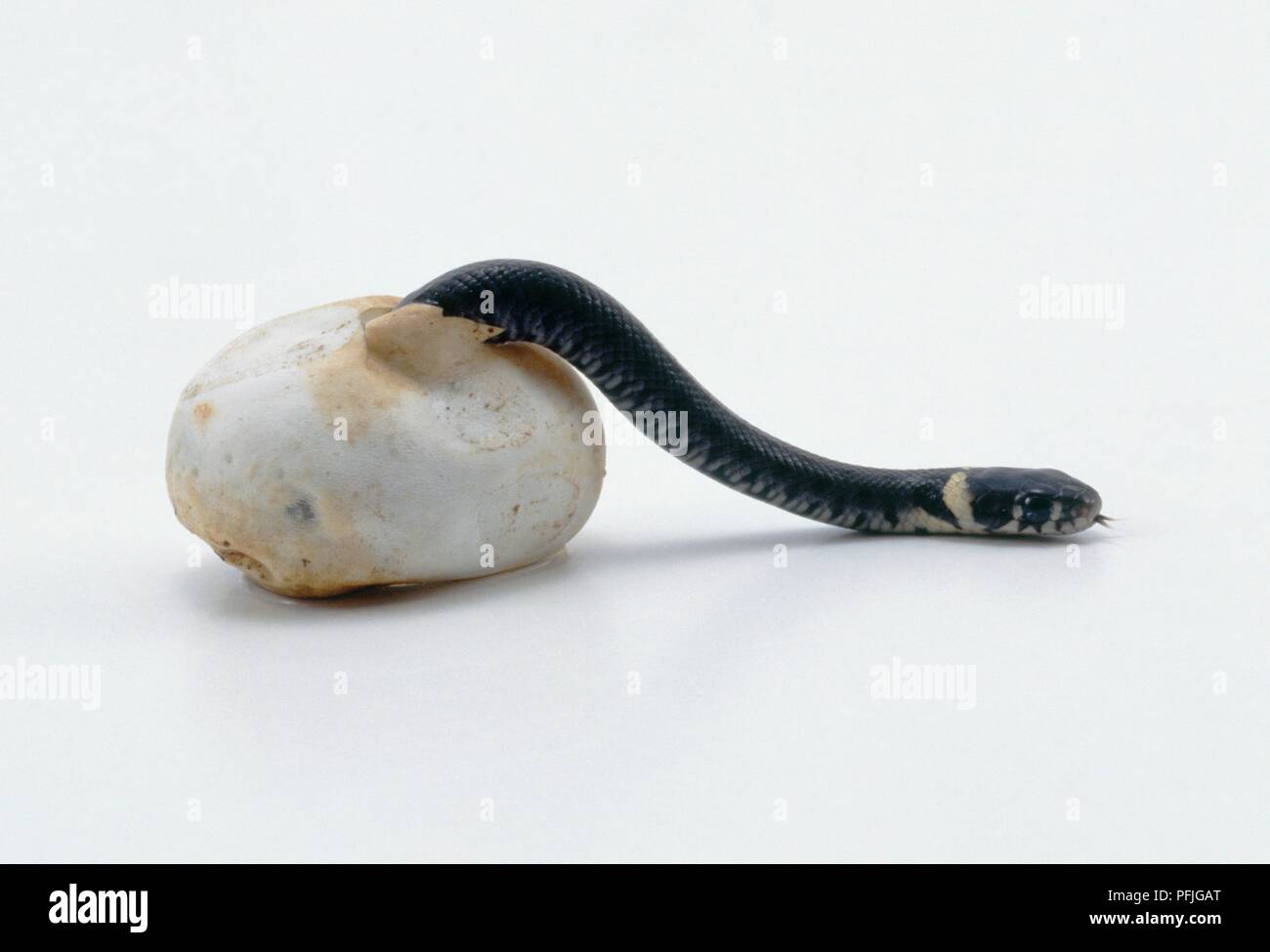 Snake hatching egg hi-res stock photography and images - Alamy