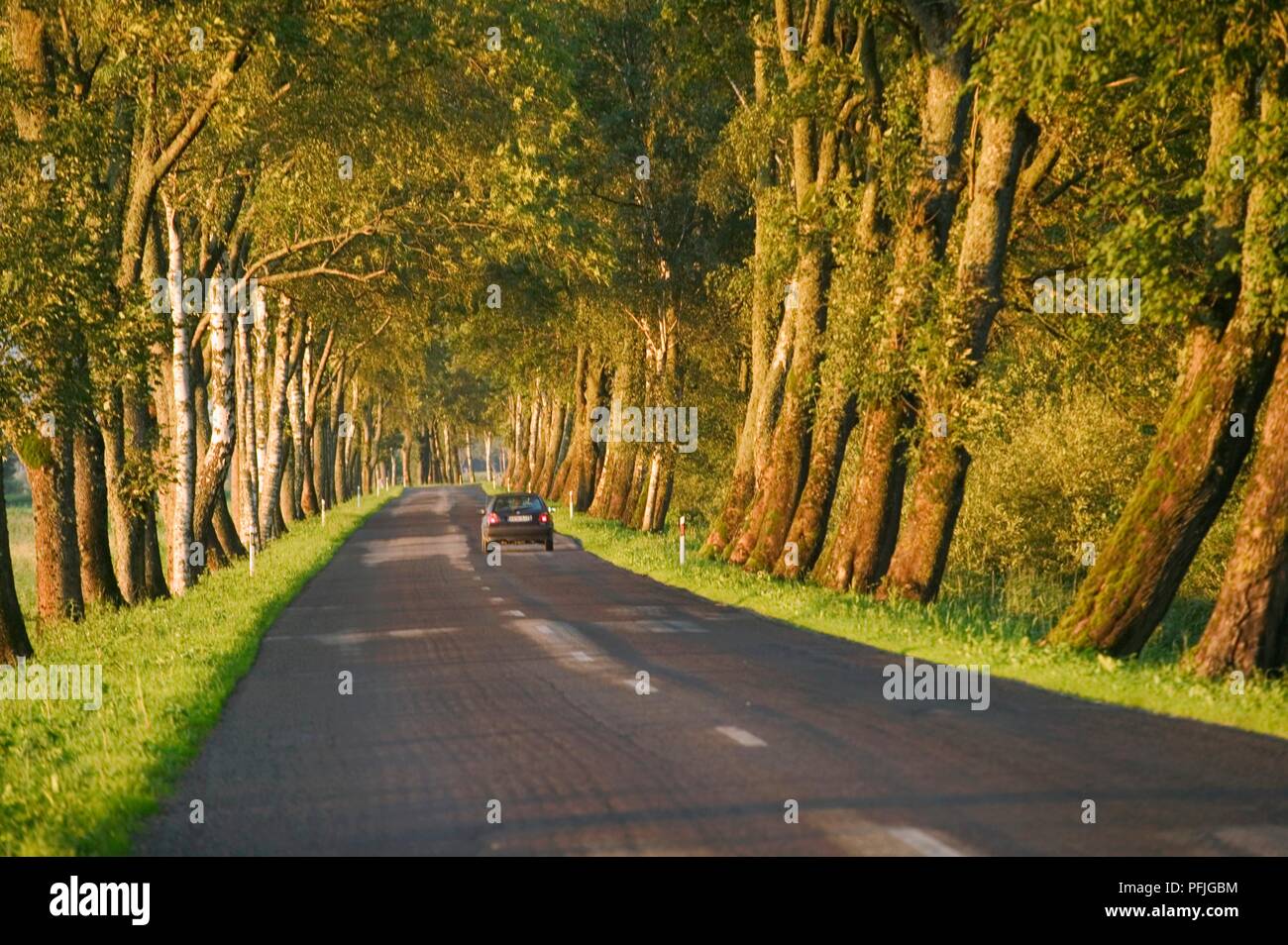 Lithuania, Silute-Rusne road, avenue of trees Stock Photo - Alamy