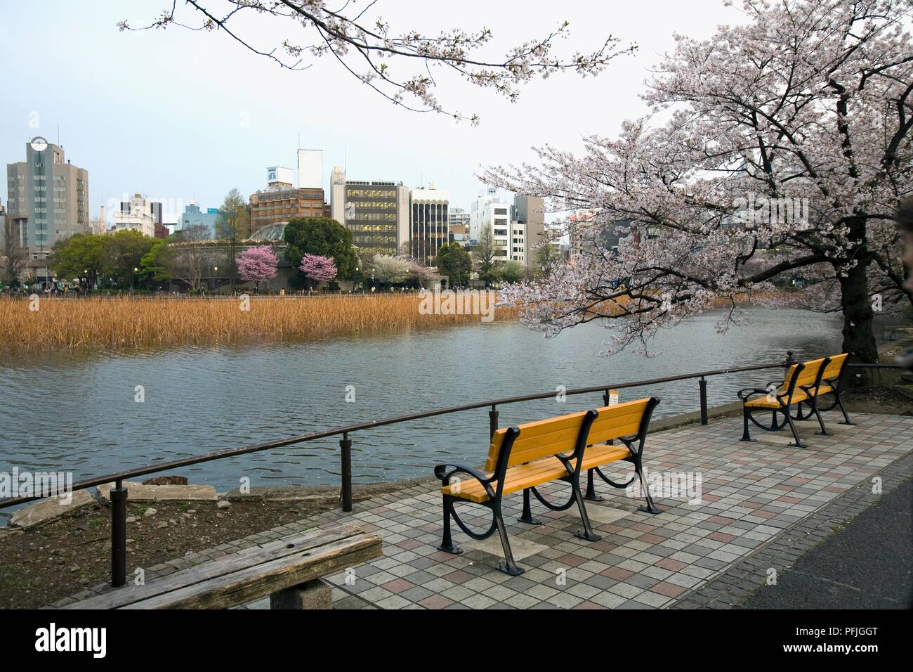 Japan, Tokyo, Taito-ku, Ueno Park, park benches overlooking water Stock ...