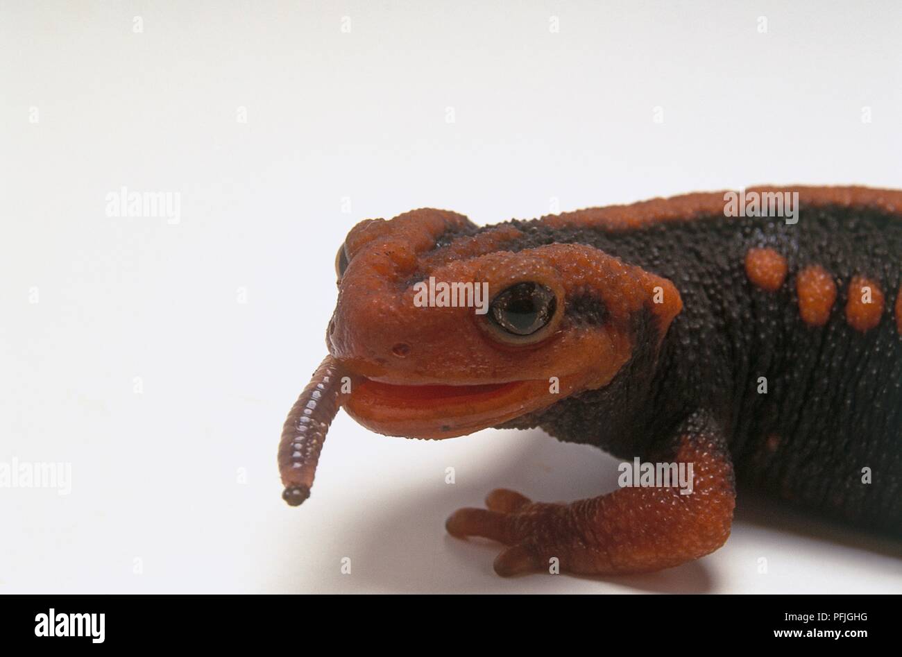Emperor newt or Mandarin salamander (Tylototriton verrucosus) with a ...