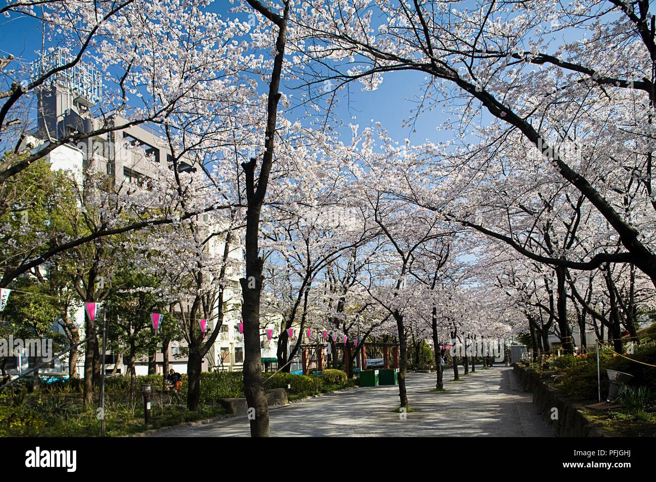 Sumida cherry hi-res stock photography and images - Alamy