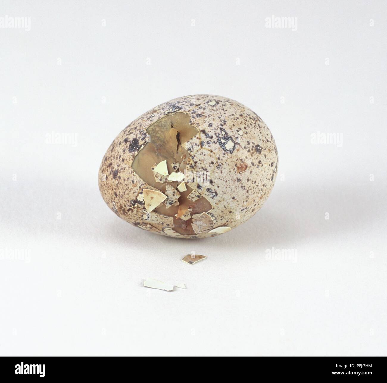 Japanese quail (Coturnix japonica) still inside egg shell, cracks ...
