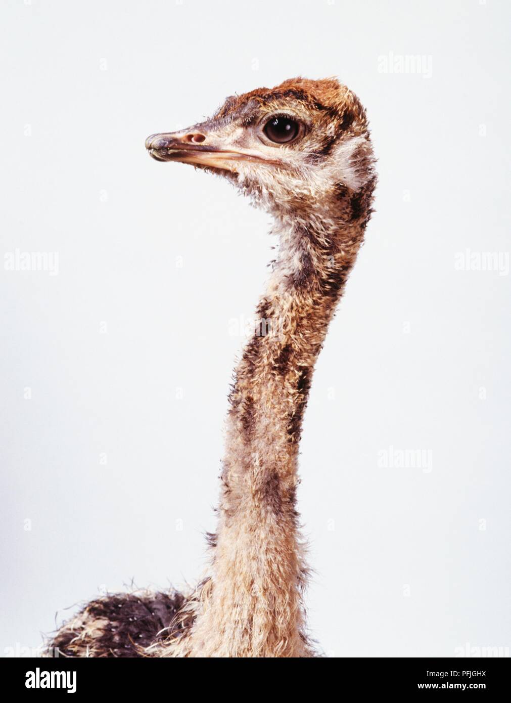 Ostrich profile hi-res stock photography and images - Alamy