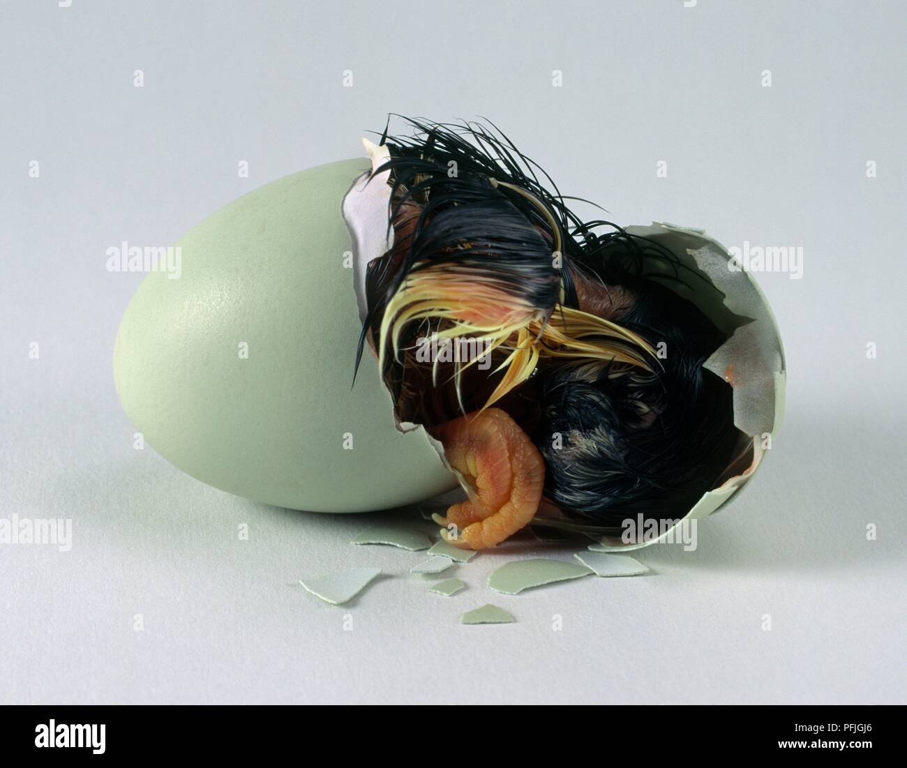 Araucana hatching from egg, still covered in shells Stock Photo - Alamy