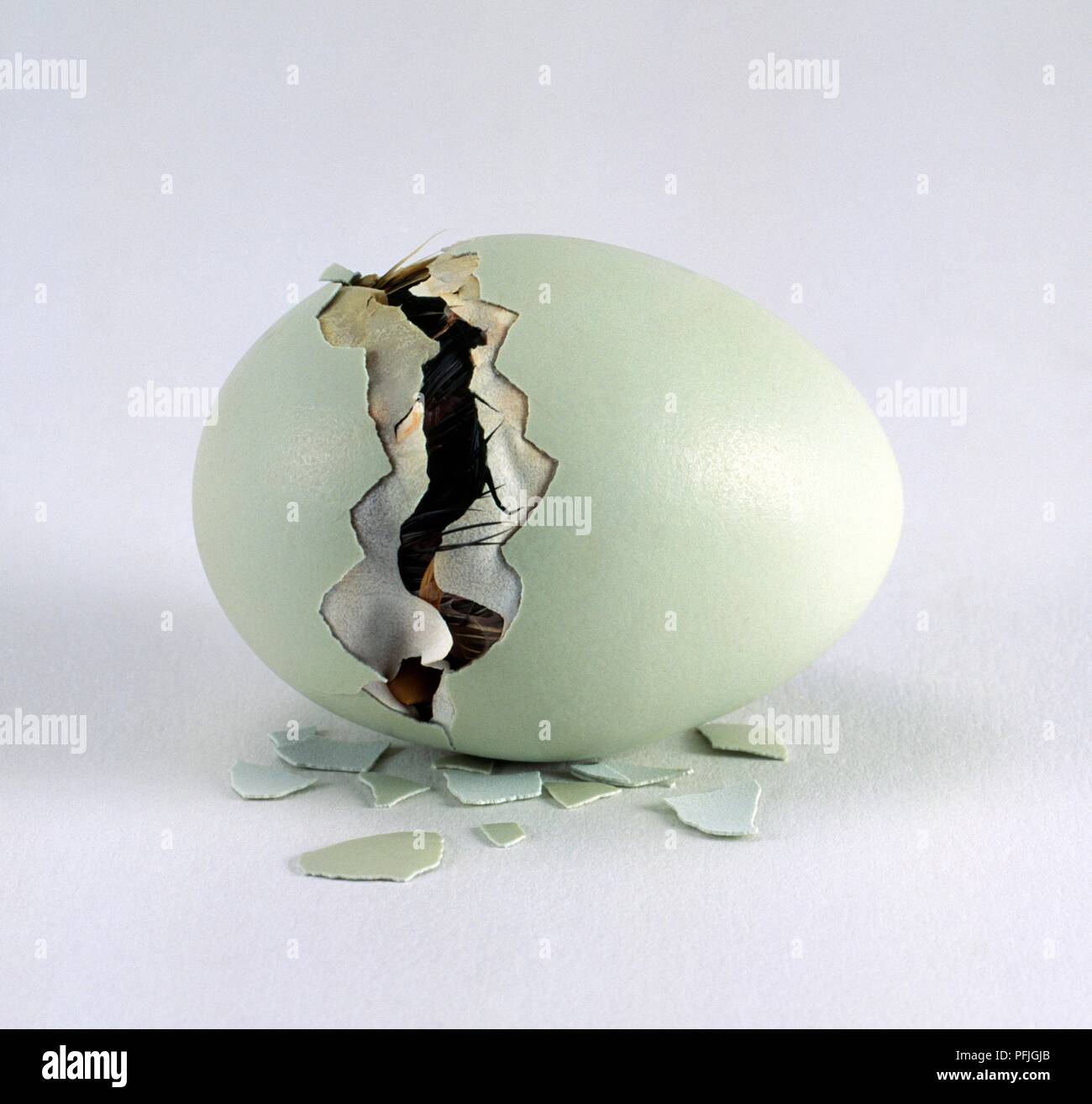 Chicken egg hatching hi-res stock photography and images - Alamy
