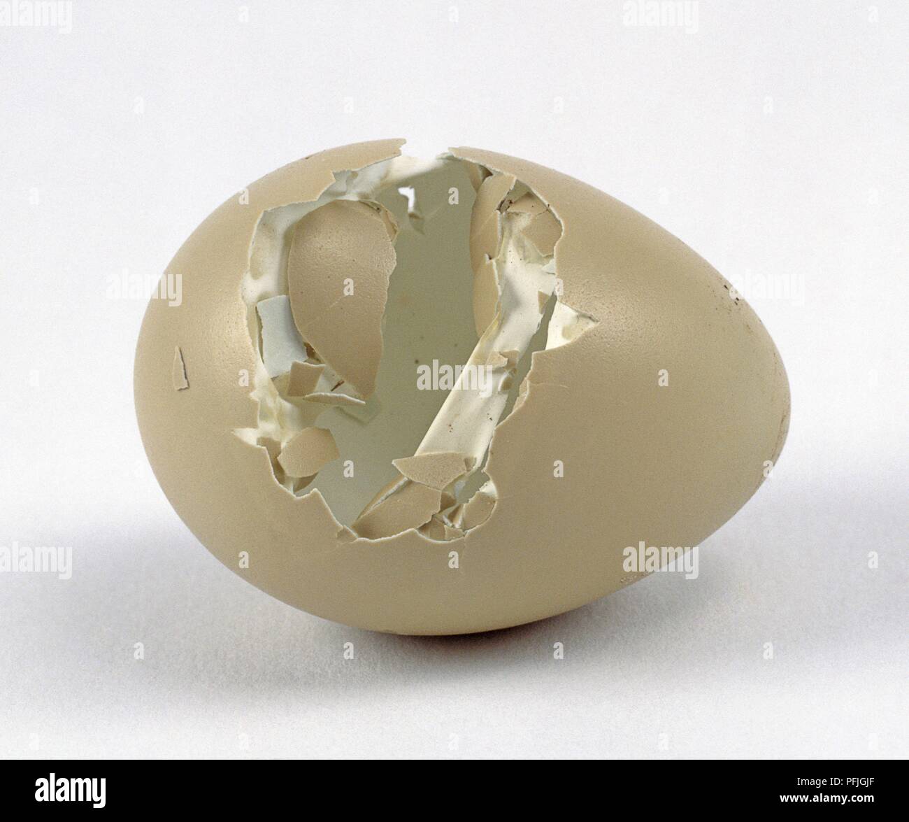 White pheasant hi-res stock photography and images - Alamy