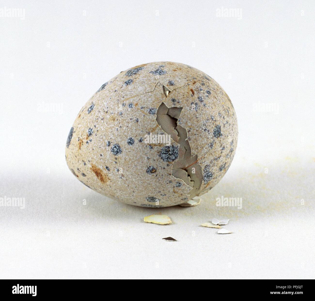 Japanese quail (Coturnix japonica) still inside egg shell, cracks ...