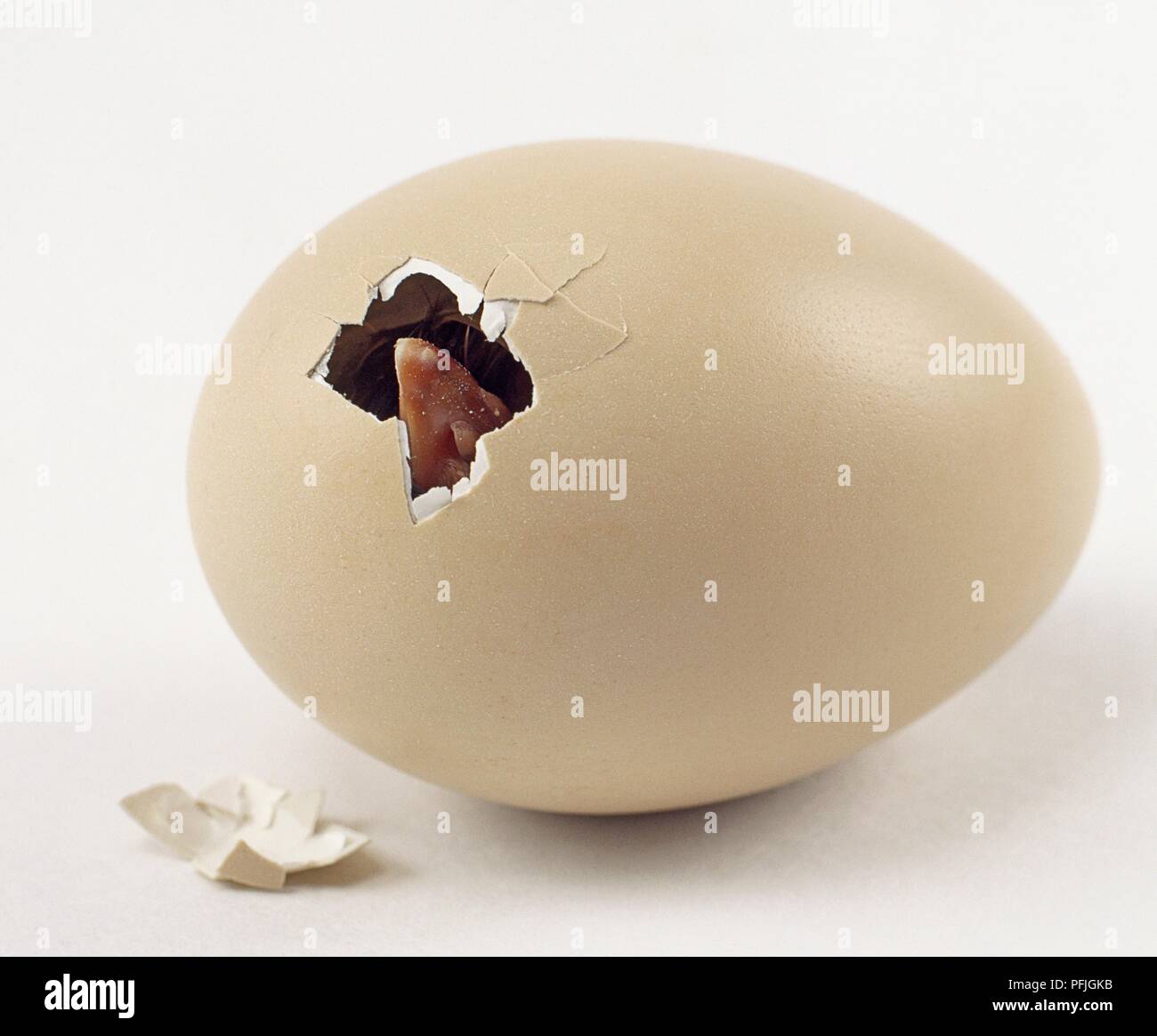 White egg cracking open hi-res stock photography and images - Alamy