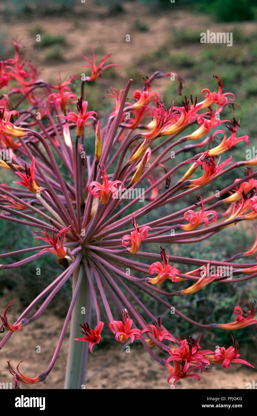 Brunsvigia hi-res stock photography and images - Alamy
