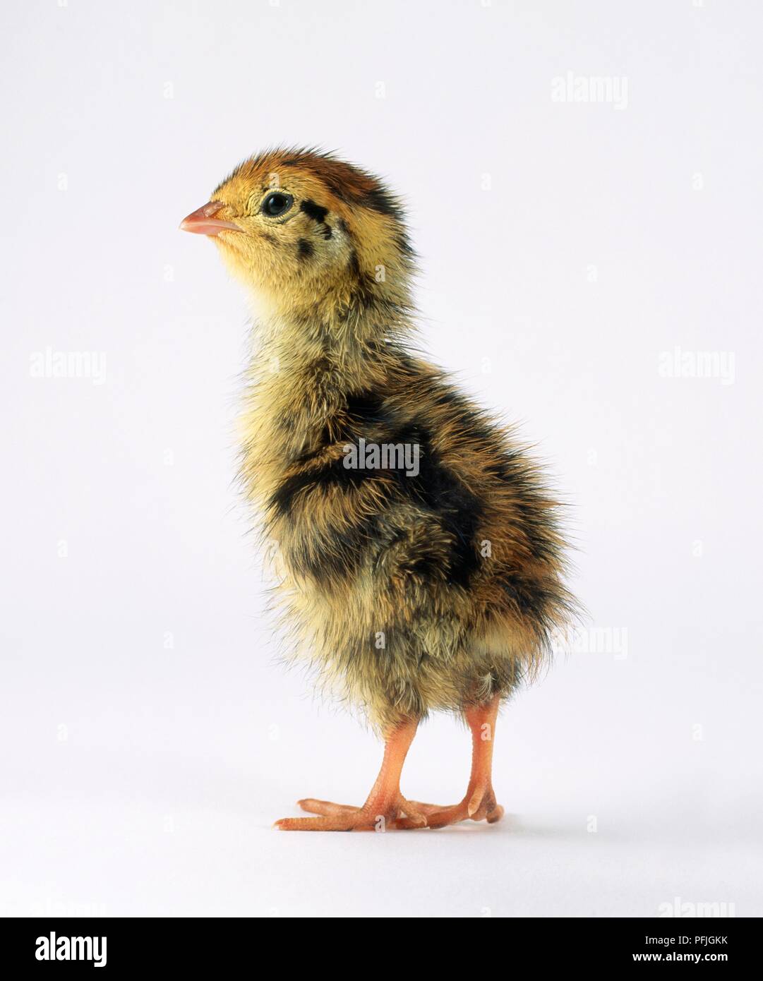 Japanese quail (Coturnix Japonica) chick, side view Stock Photo - Alamy