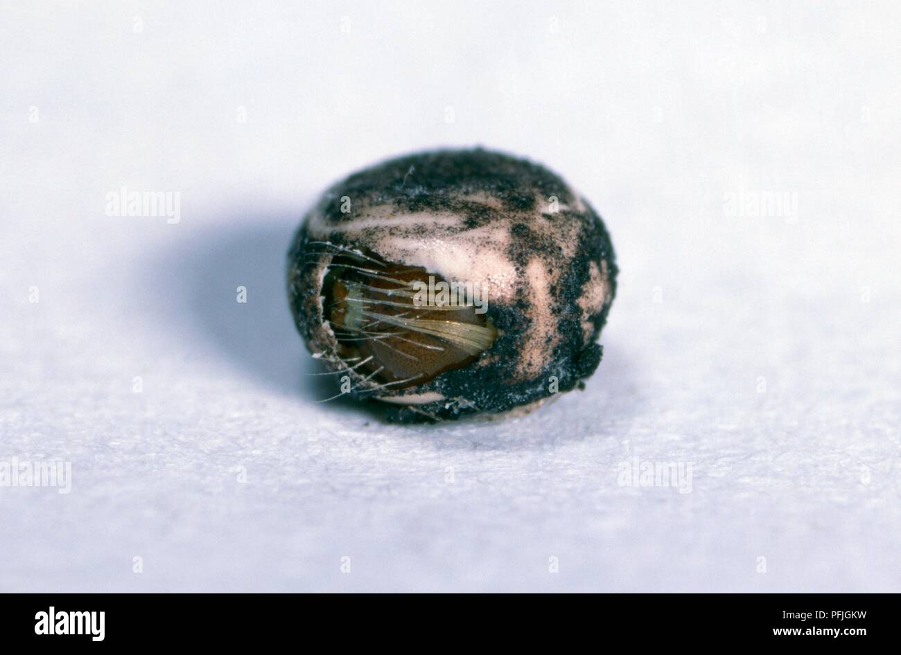 Chinese oak silk moth (Antheraea pernyi) caterpillar hatching, still ...