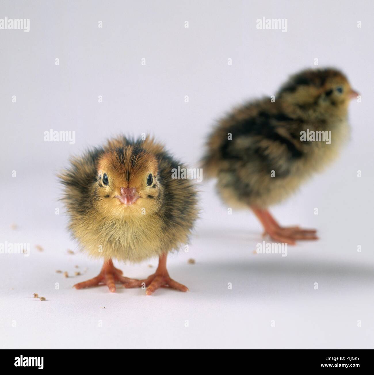 Japanese quail (Coturnix Japonica) chicks, one facing forward, the ...