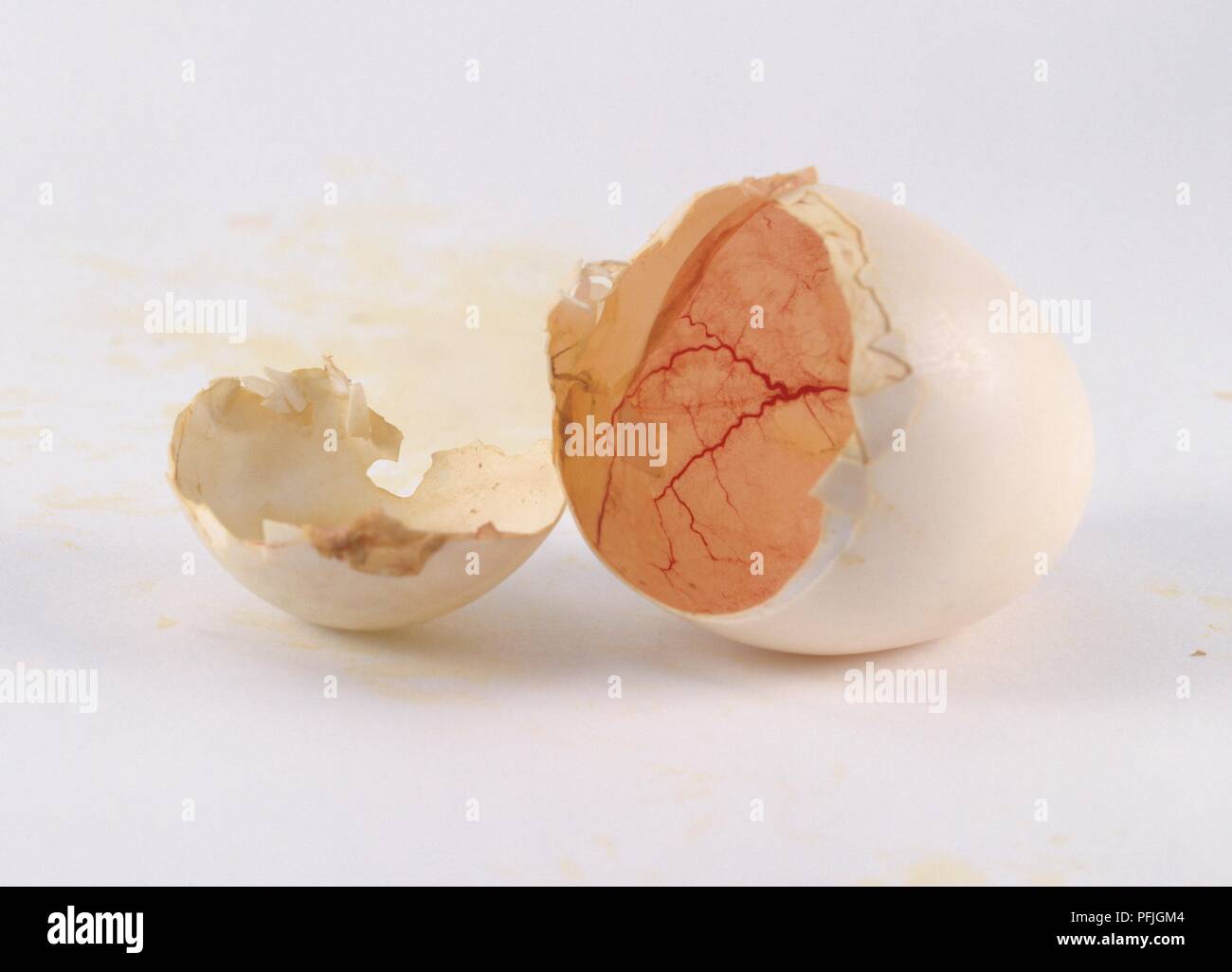Bird's egg shell cracked in two after hatching Stock Photo - Alamy