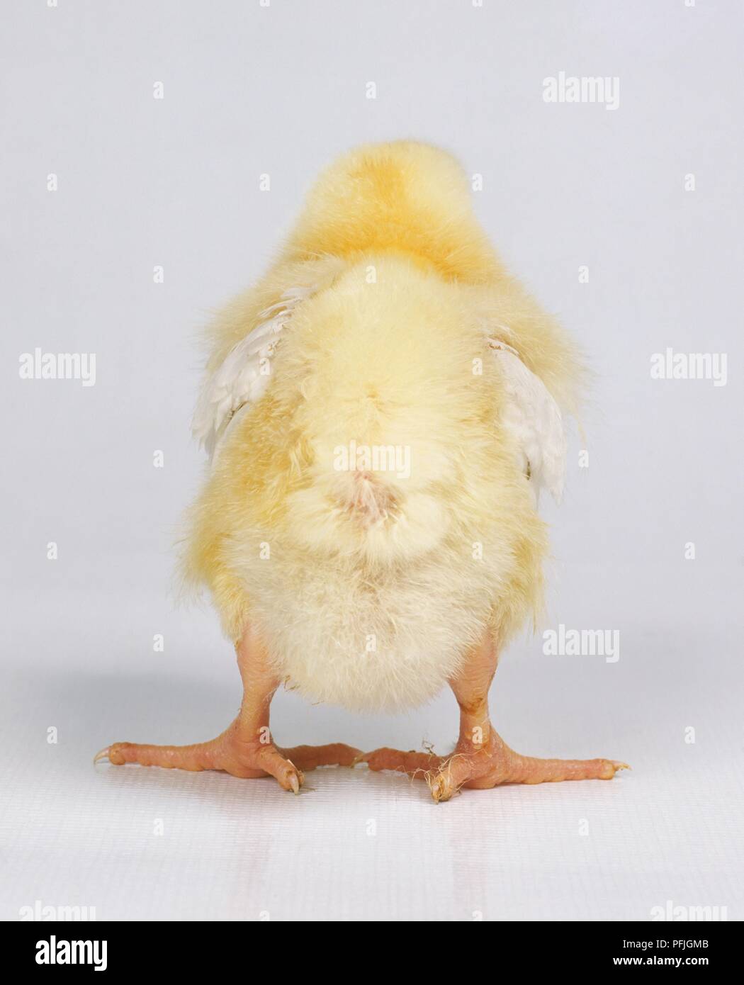 Yellow chick, rear view Stock Photo - Alamy