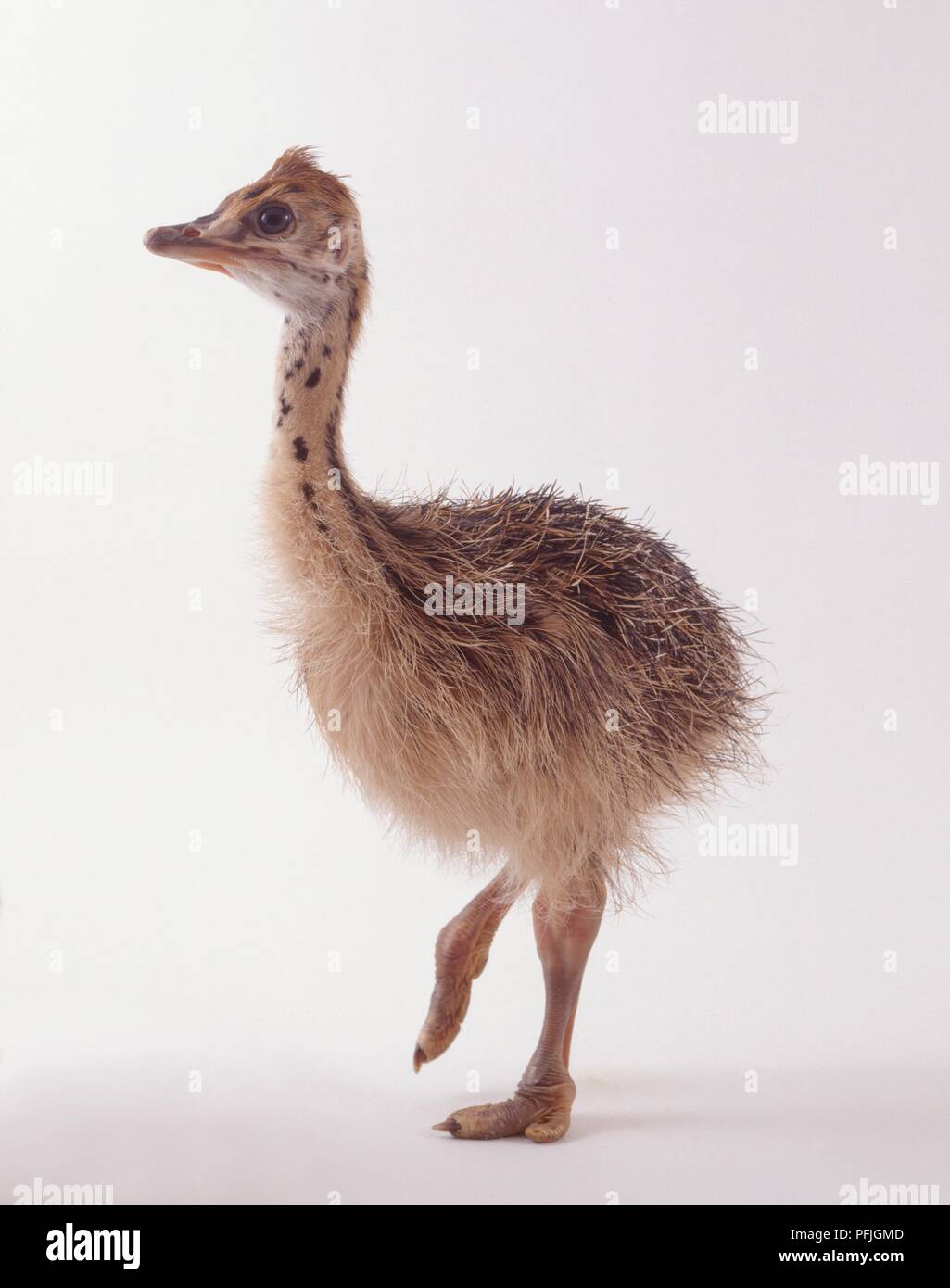 Ostrich (Struthio camelus) chick on one leg, side view Stock Photo - Alamy