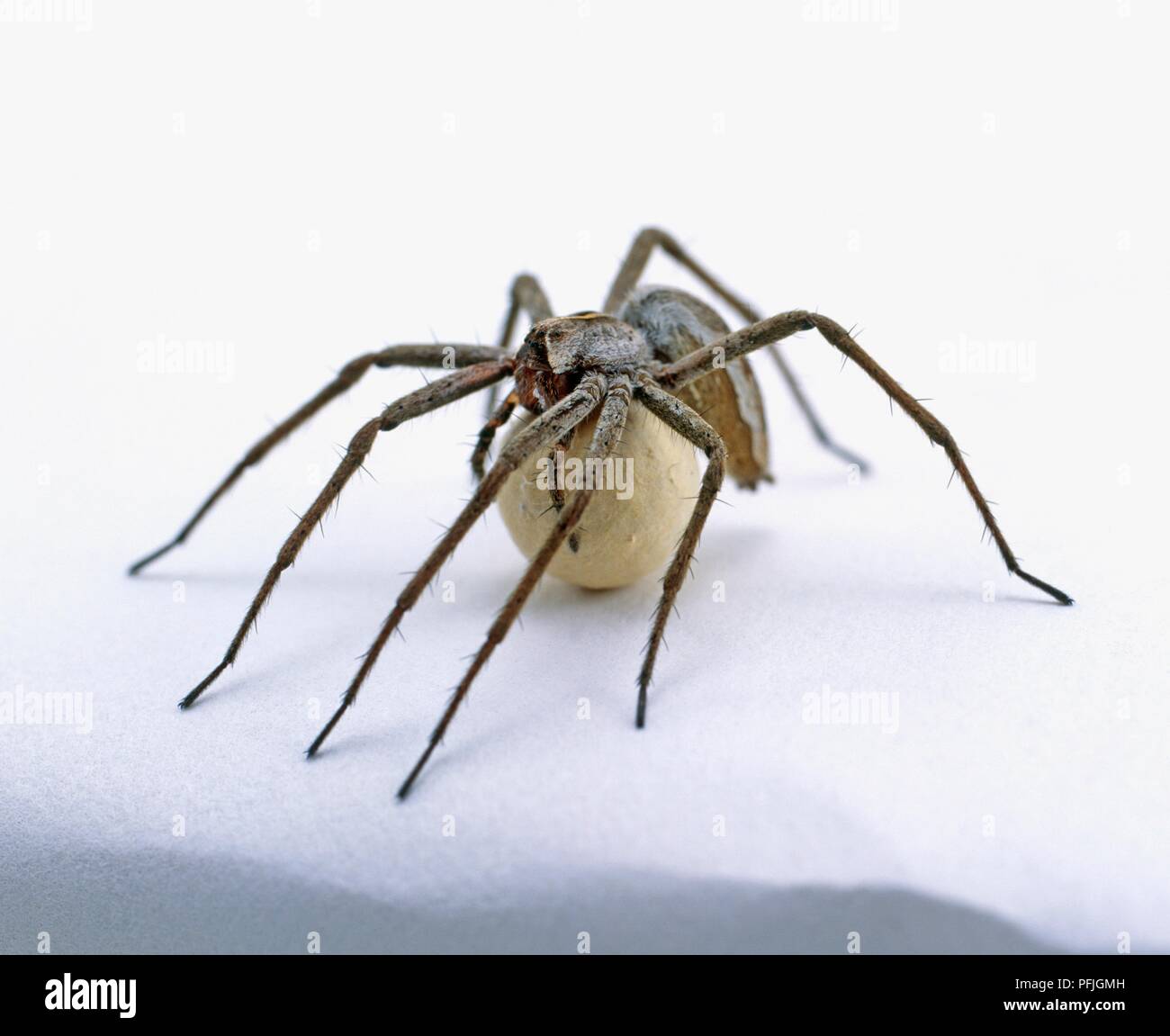 Spider life stage hi-res stock photography and images - Alamy