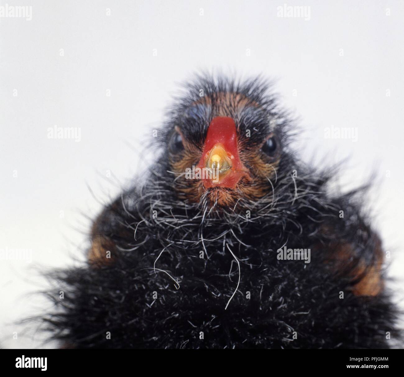 Moorhen chick, front view Stock Photo - Alamy