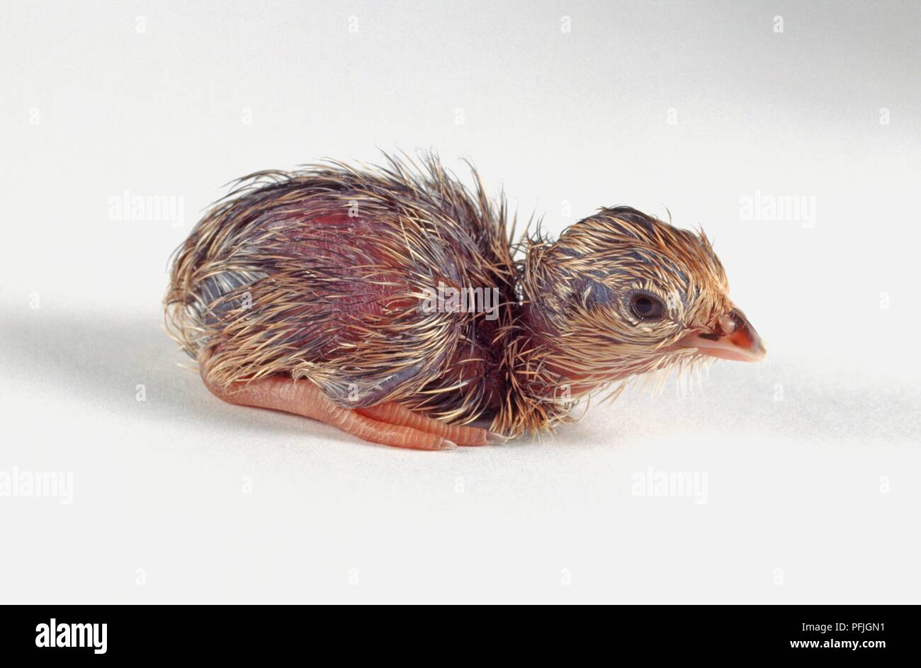 Scaled quail or Blue quail (Callipepla squamata) hatchling, side view ...