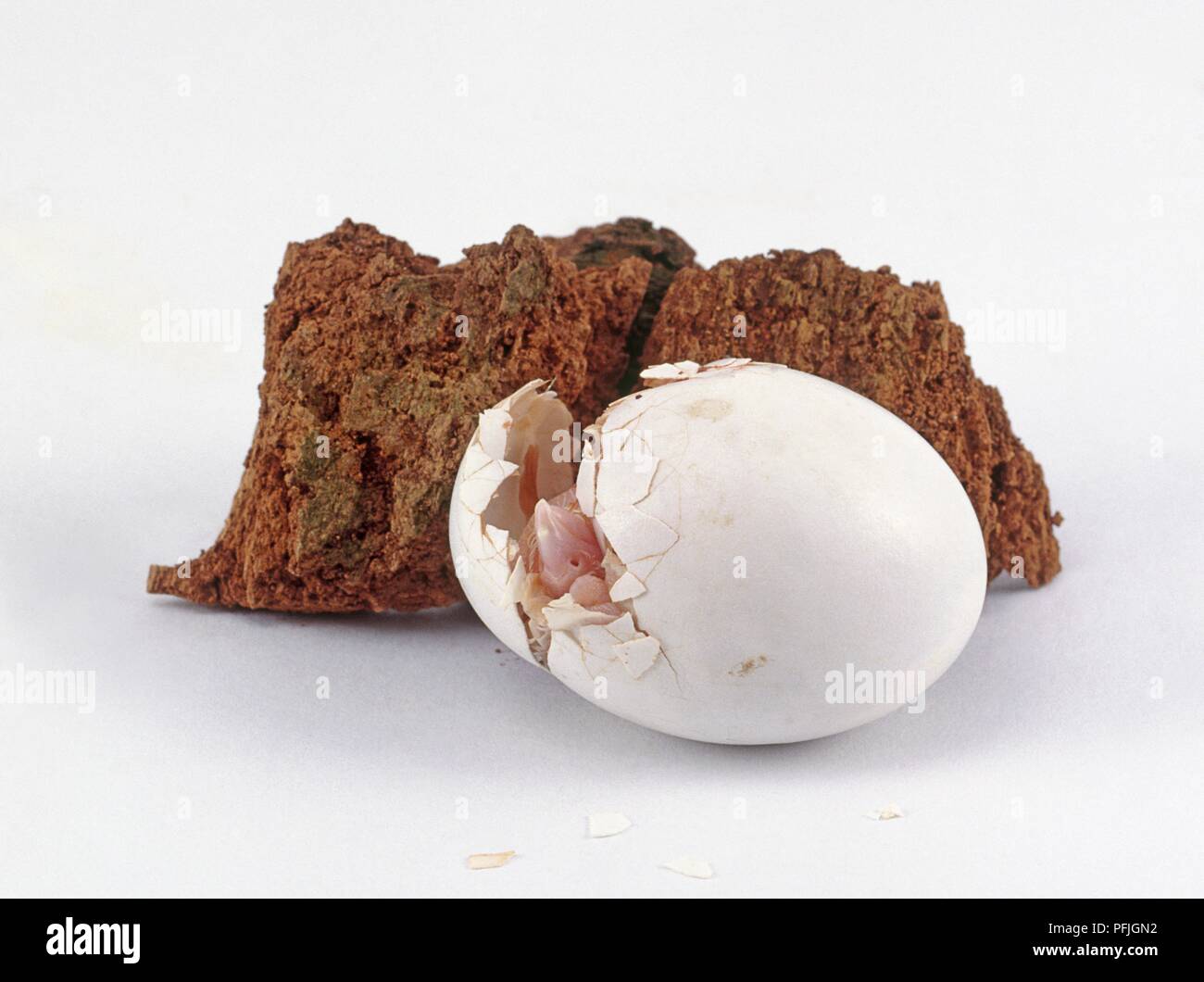Barn owl (Tyto alba) hatching from egg Stock Photo - Alamy
