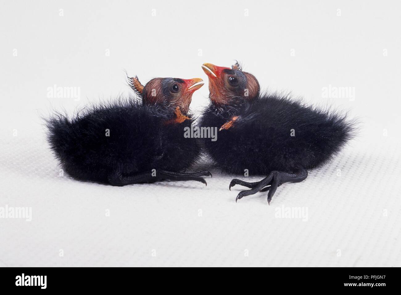 Two moorhen chicks, side view Stock Photo - Alamy