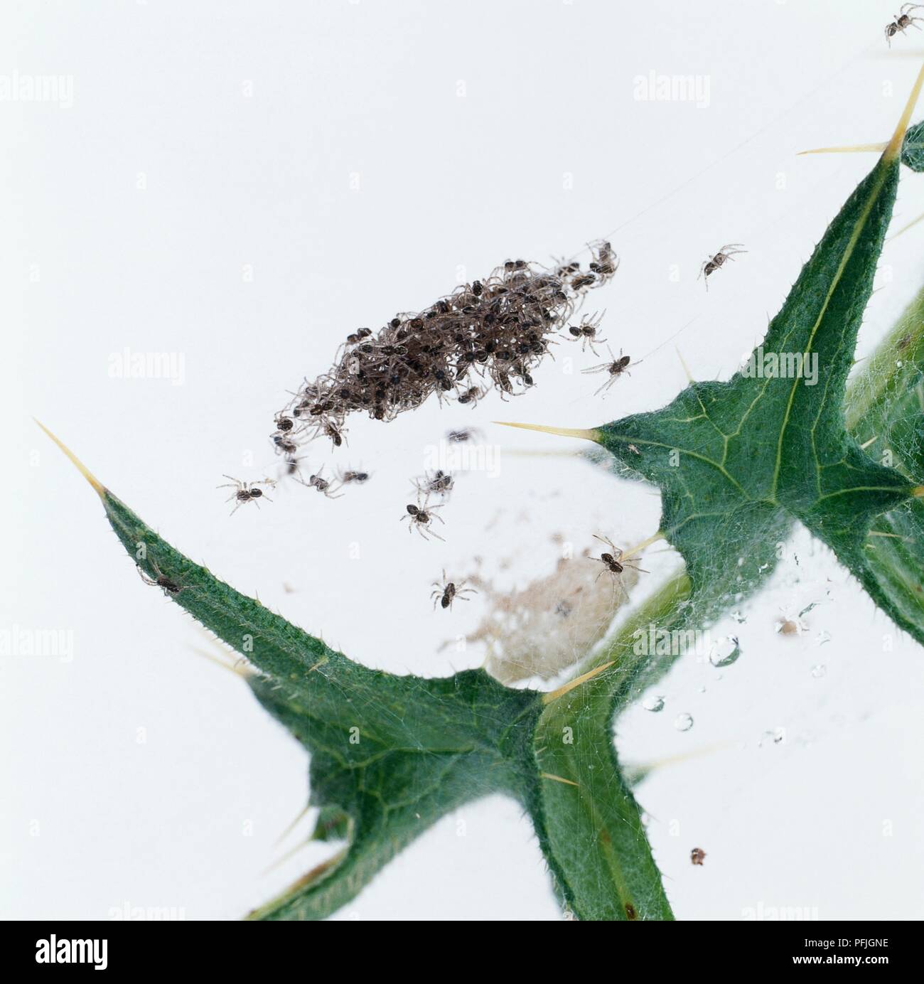 Spider hatching from egg hi-res stock photography and images - Alamy