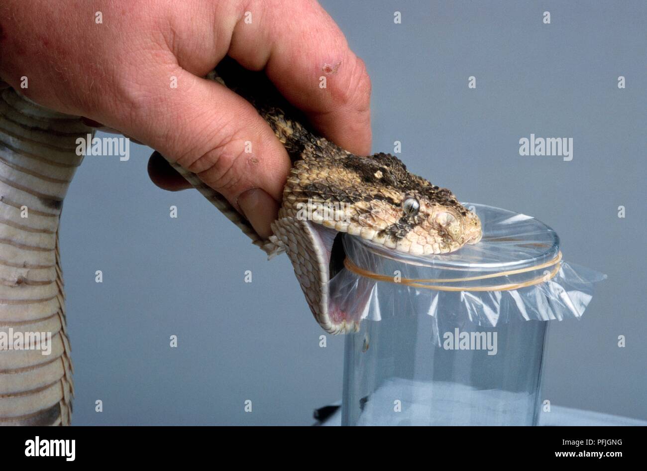 Snake biting into glass jar covered in plastic foil, to extract poison ...