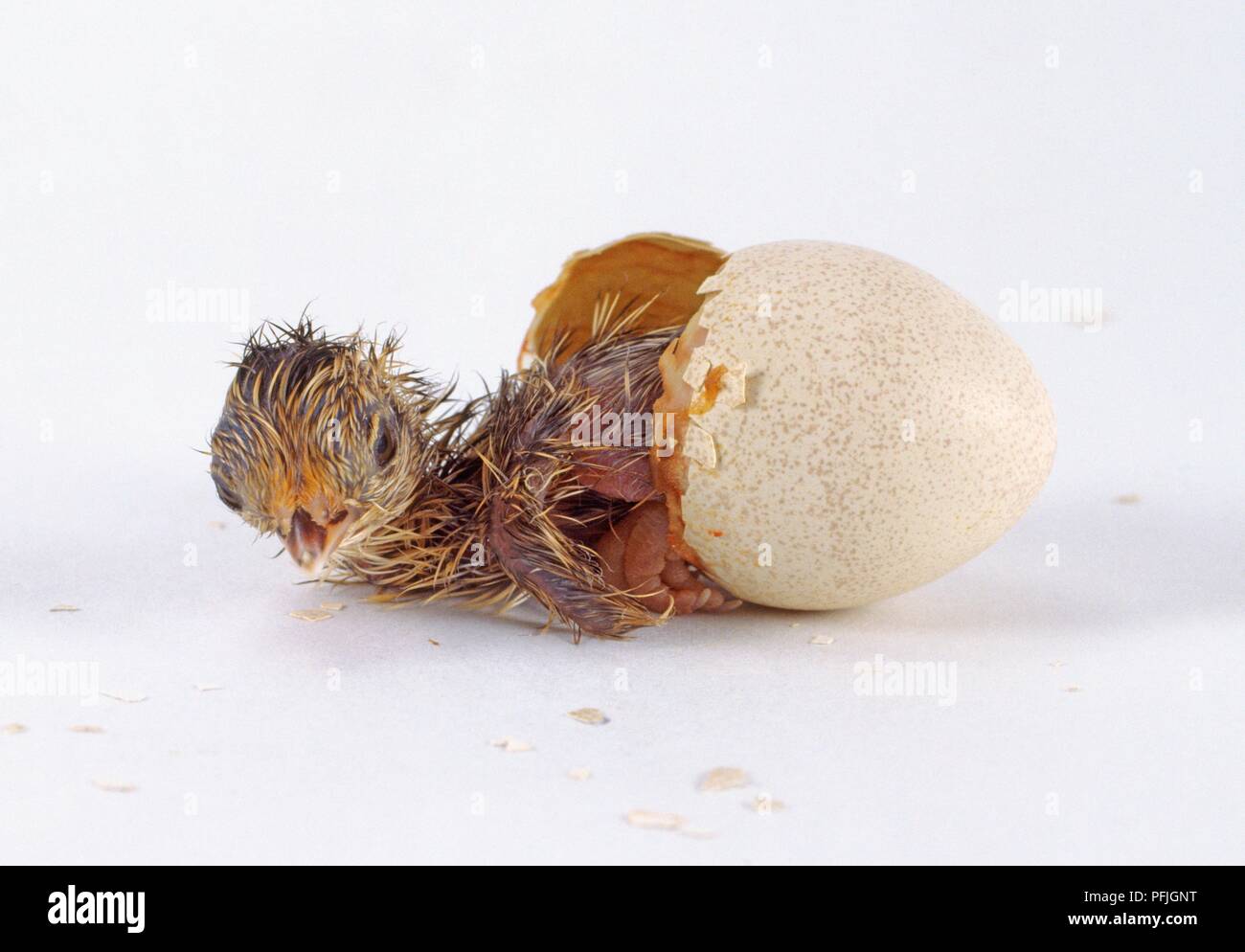 Blue scaled quail bird hi-res stock photography and images - Alamy