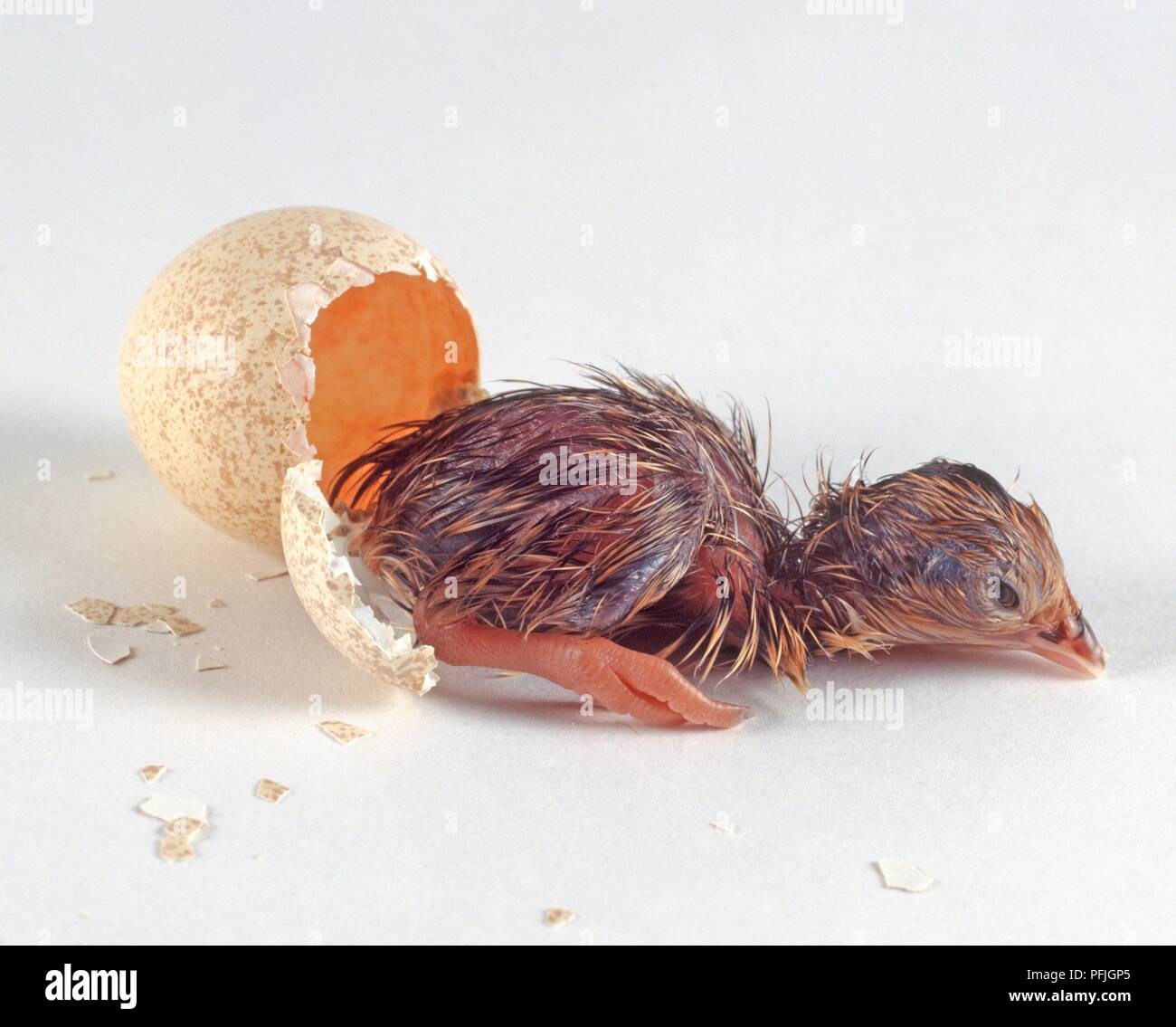 Scaled quail or Blue quail (Callipepla squamata) hatched from egg Stock ...