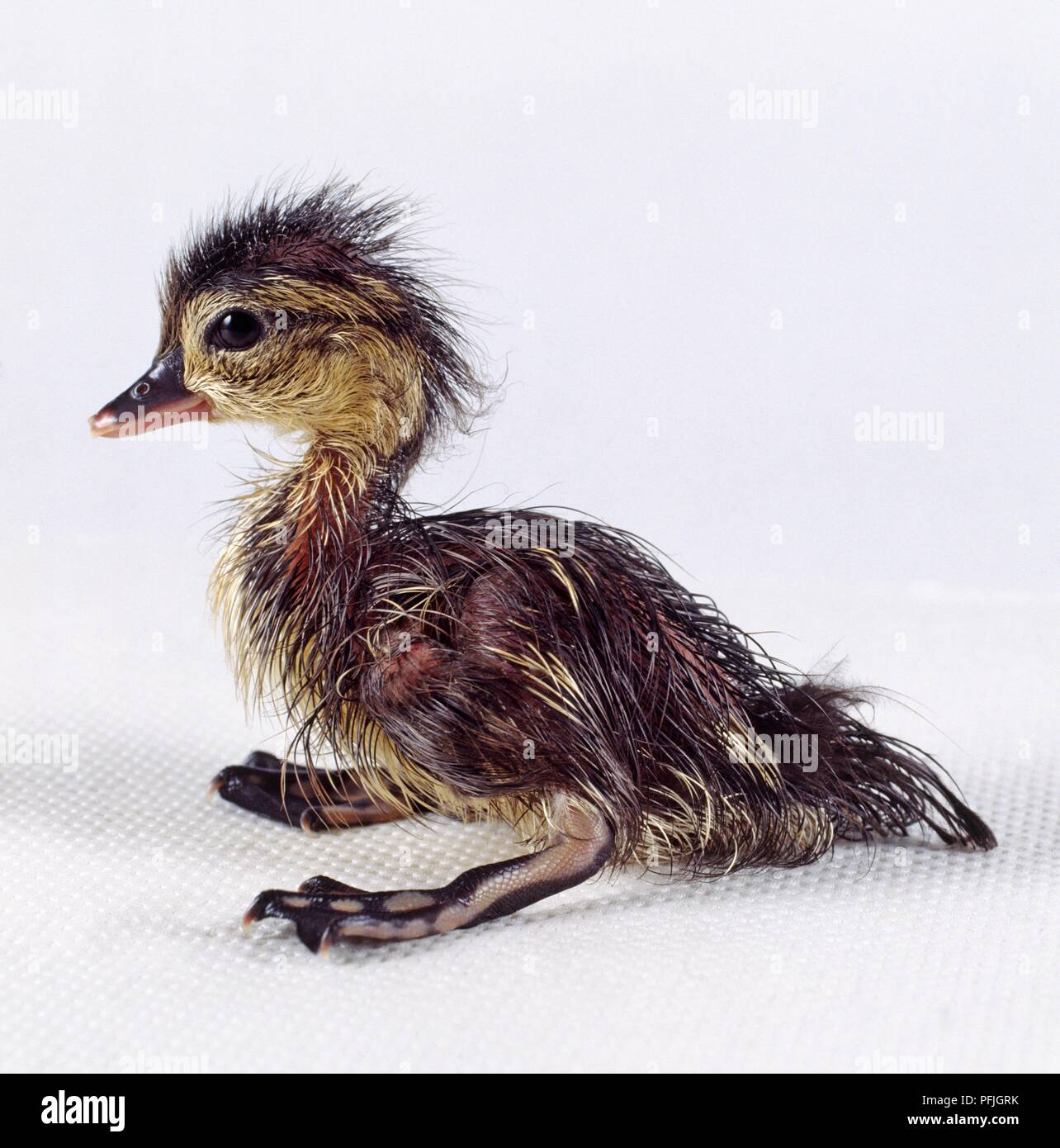 Carolina new hi-res stock photography and images - Alamy