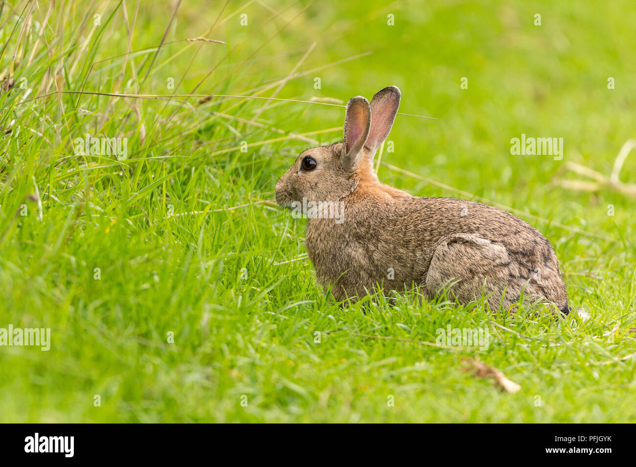 High angle shot grassland hi-res stock photography and images - Alamy