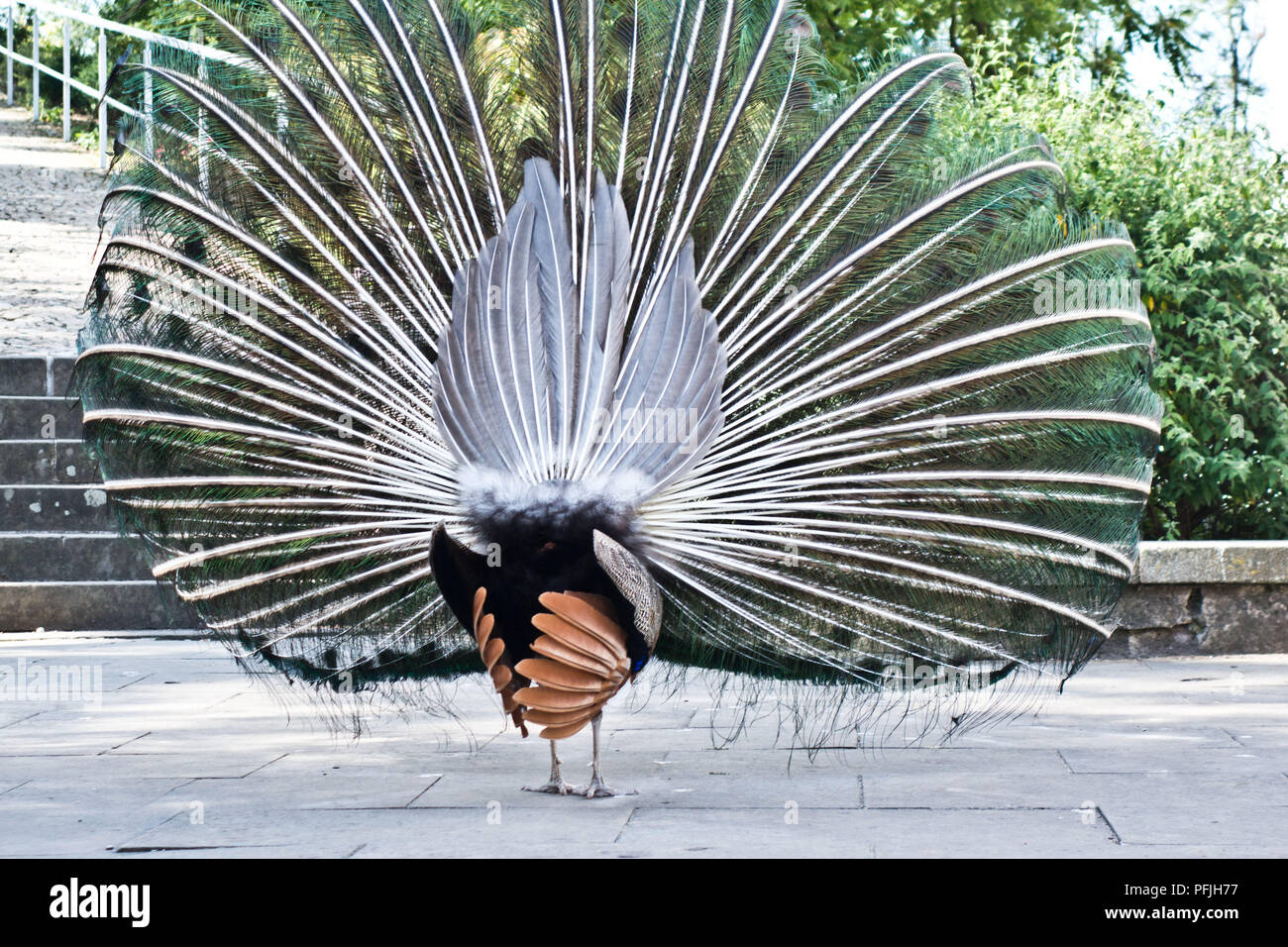back side view of an Indian Peacock male bird Stock Photo - Alamy
