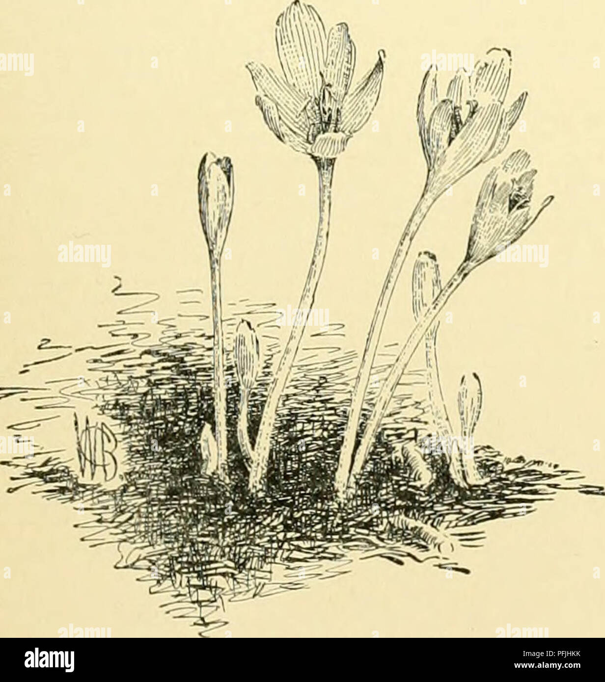 Colchicum corm hi-res stock photography and images - Alamy