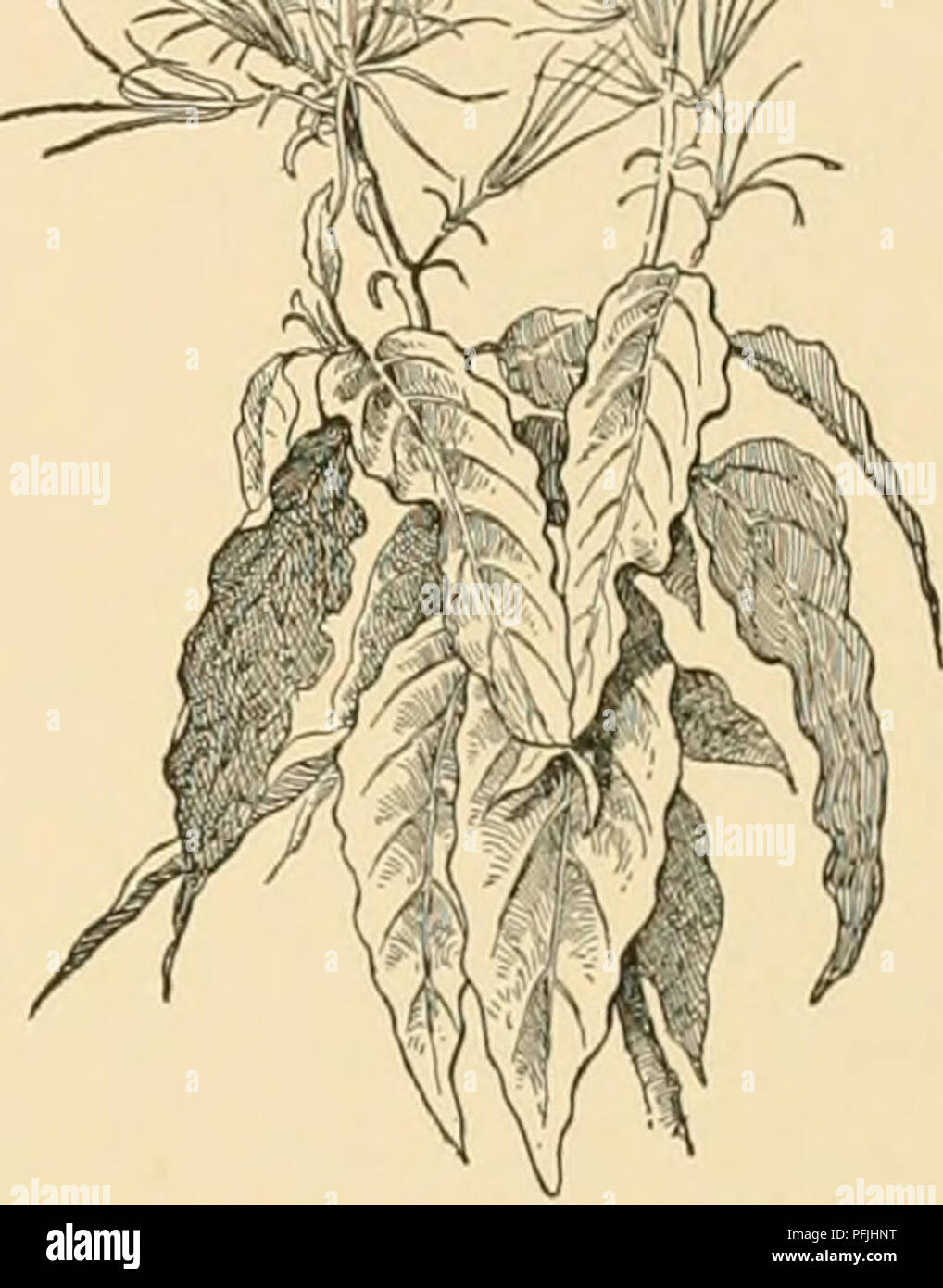 Strongly incurved hi-res stock photography and images - Alamy