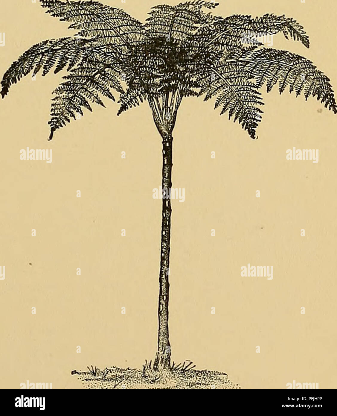 Pinna flowers hi-res stock photography and images - Alamy