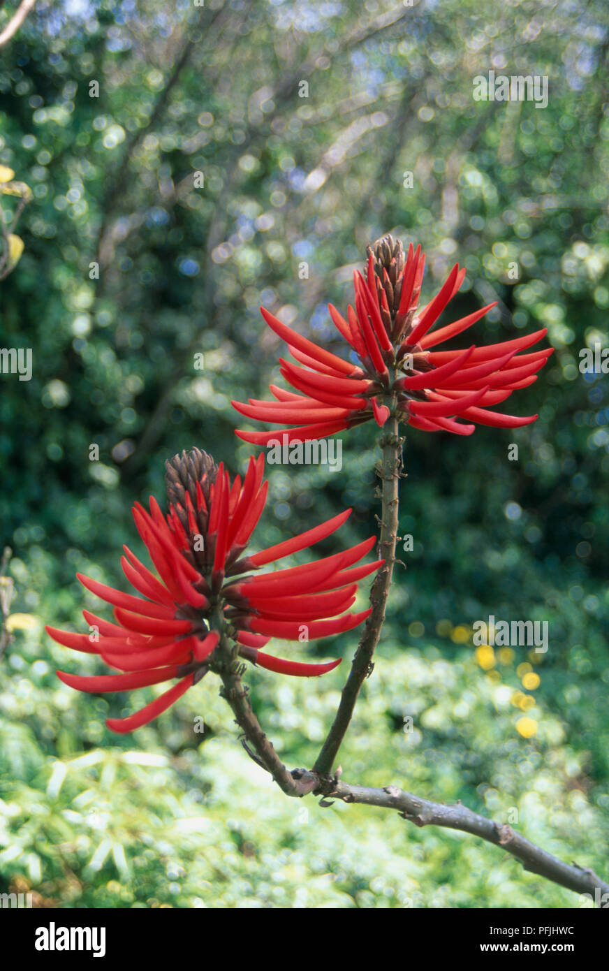 Red coral tree hi-res stock photography and images - Alamy