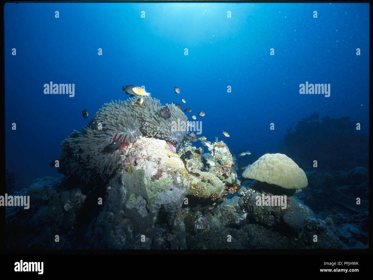 Fish swimming around Coral Reef in blue sea Stock Photo - Alamy