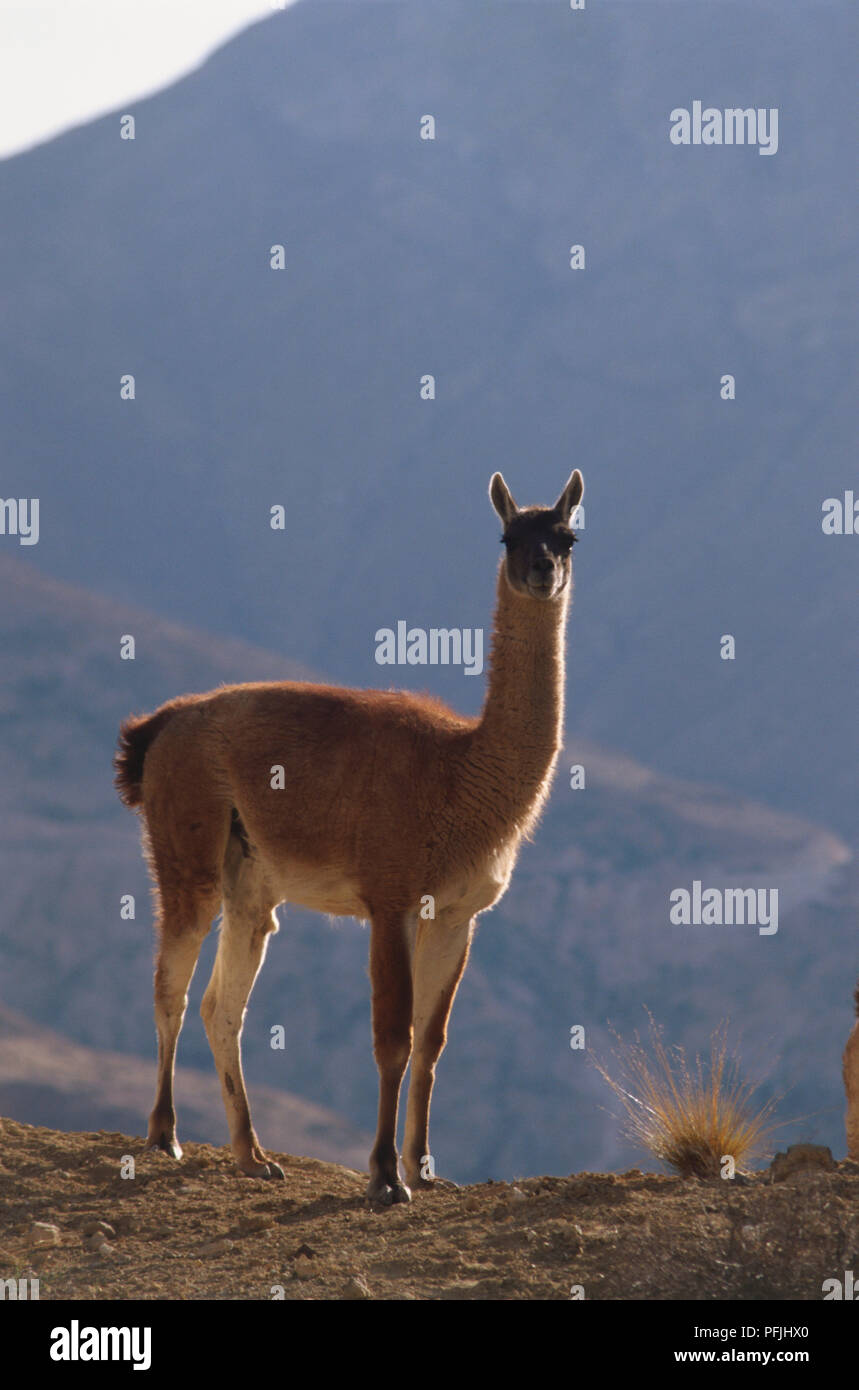 Side view of guanaco with mountain in background Stock Photo - Alamy