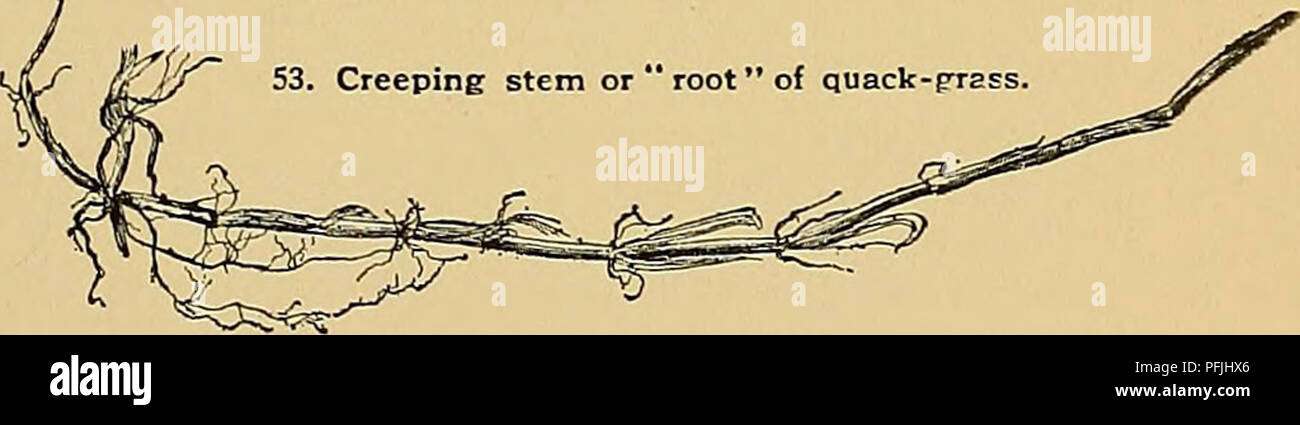 Stoloniferous creeping plants hi-res stock photography and images - Alamy