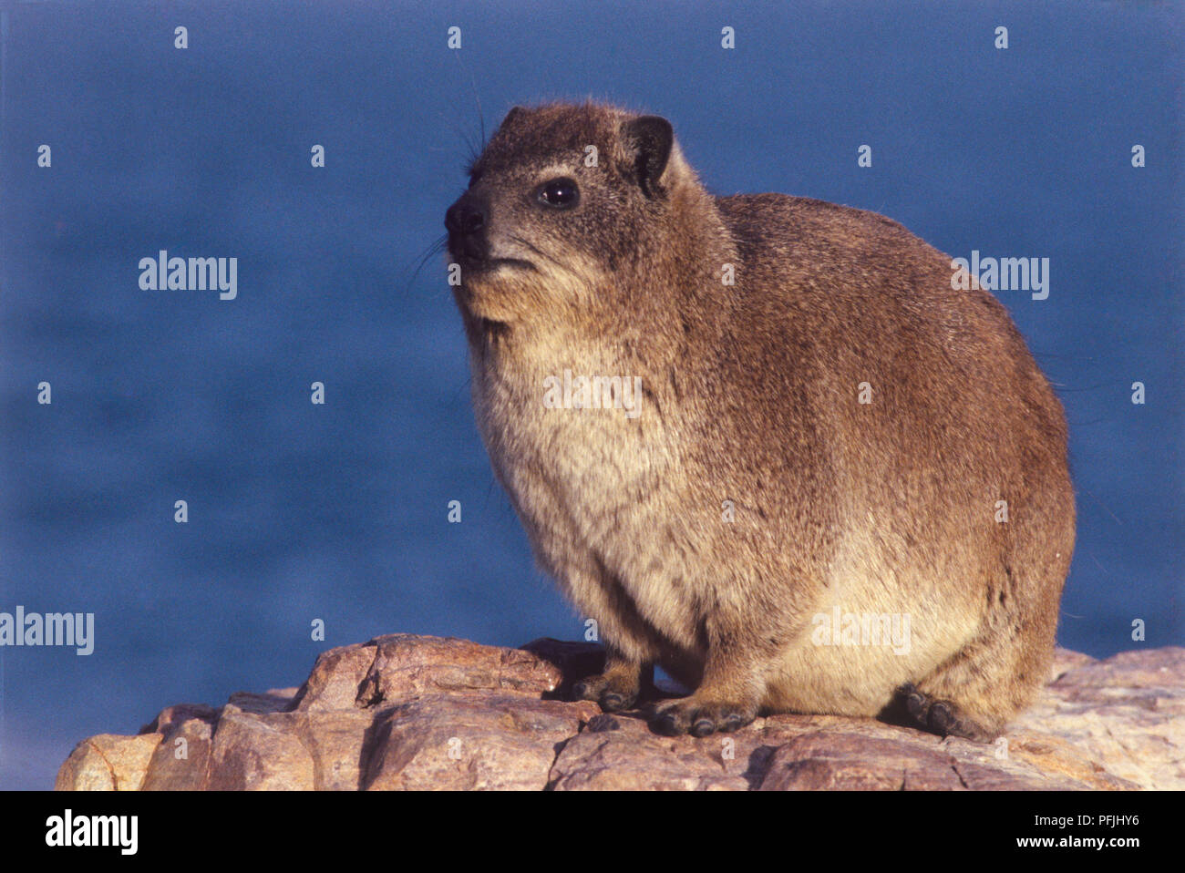 Side view of rock hyrax sitting on rock looking alert Stock Photo - Alamy