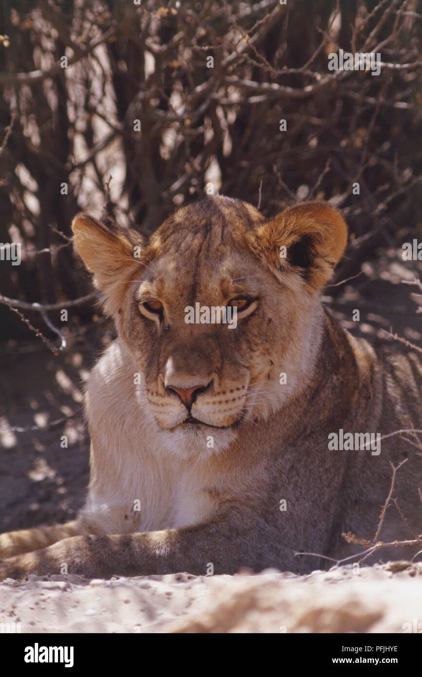 Front view of Lioness lying under tree in dusty landscape Stock Photo ...