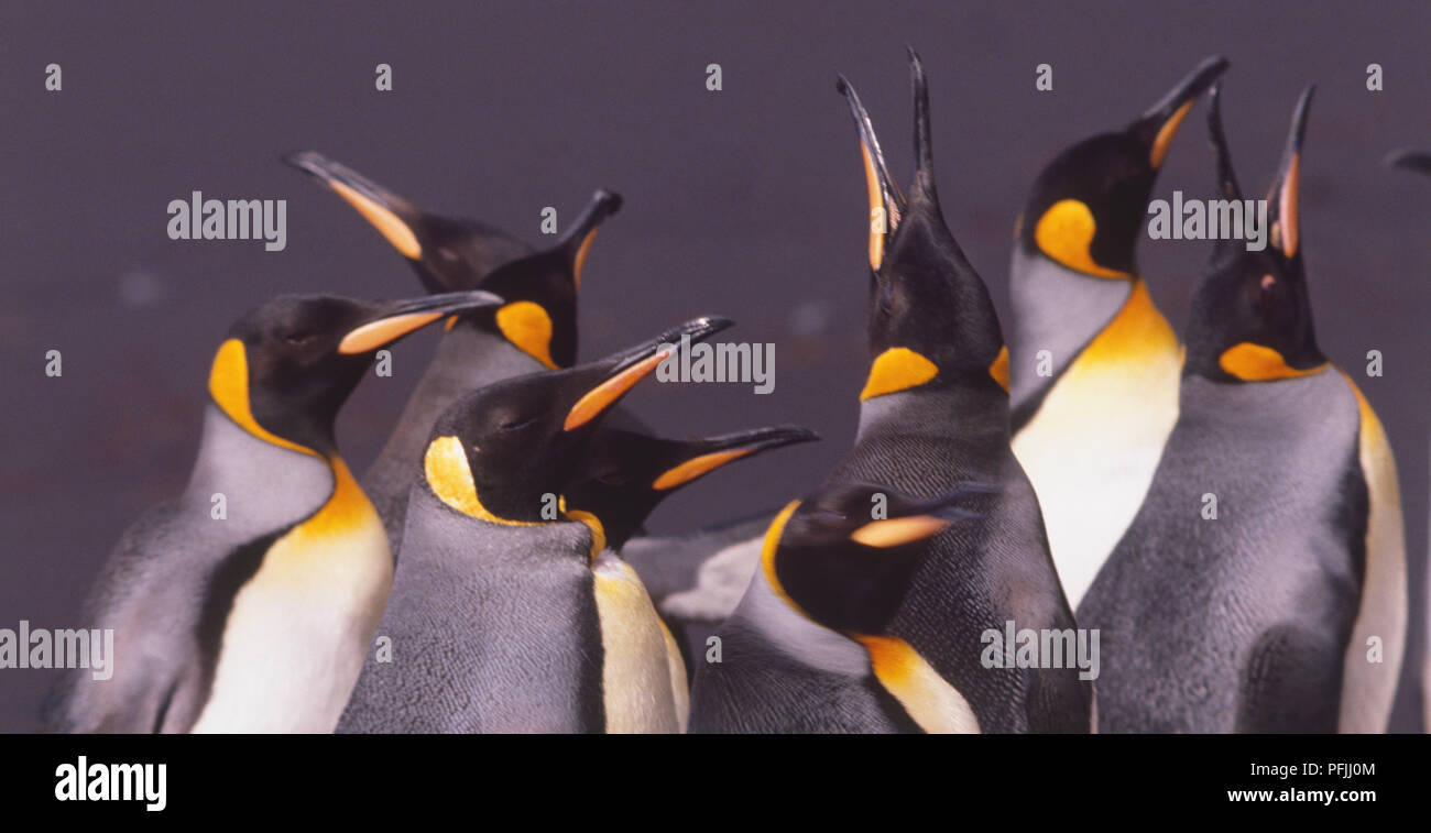 Head shot of King Penguins Stock Photo - Alamy