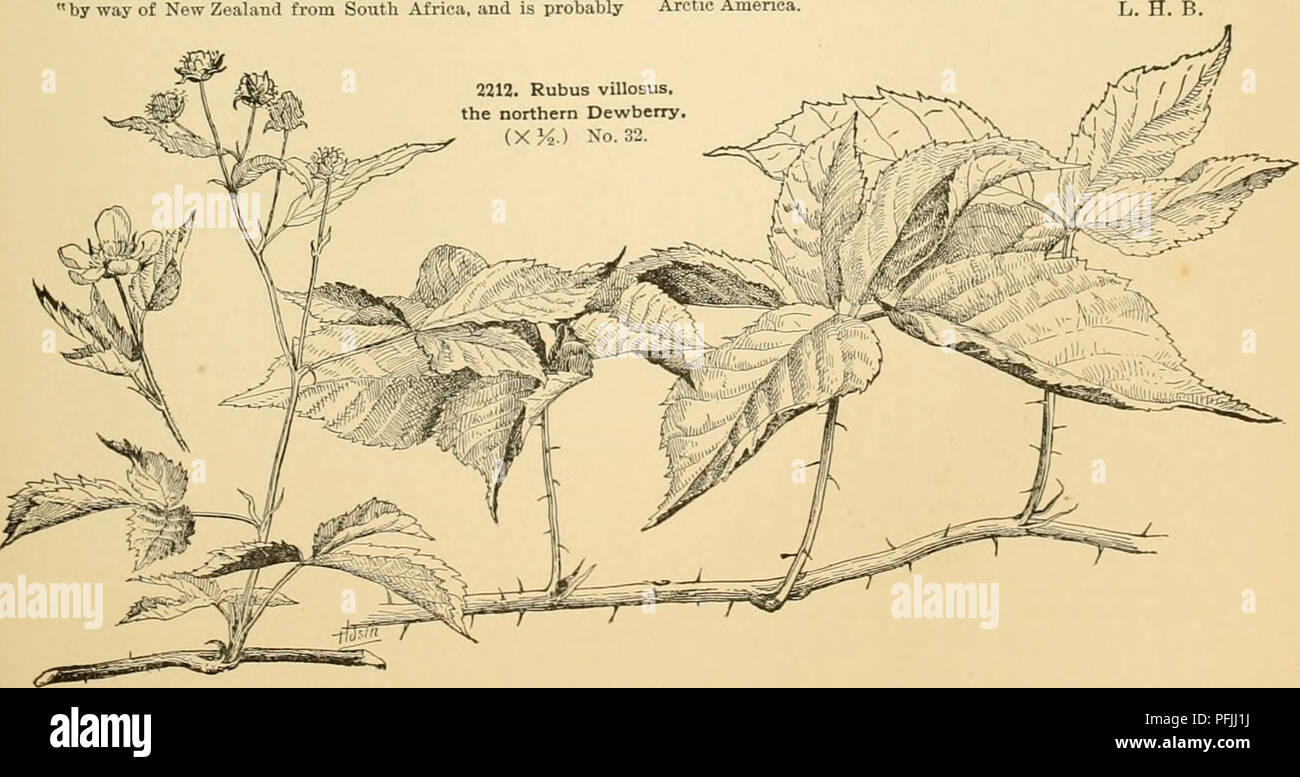 Shaffers colossal raspberry hi-res stock photography and images - Alamy