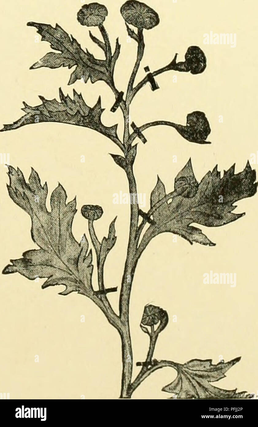 Disbudding hi-res stock photography and images - Alamy