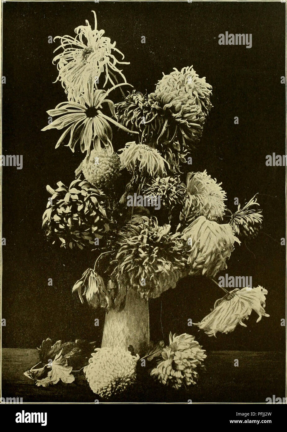 Incurved flowers hi-res stock photography and images - Alamy