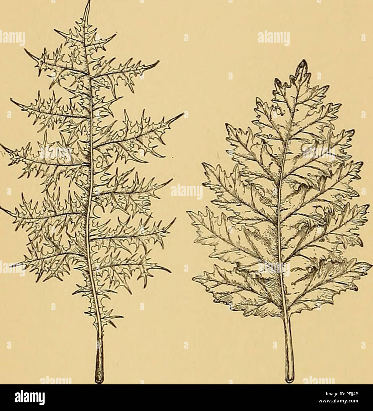 Acanthus species hi-res stock photography and images - Alamy