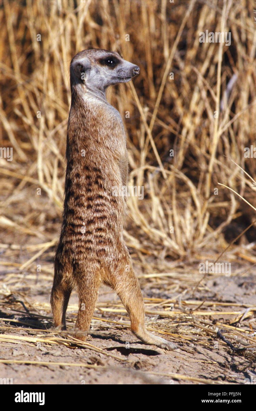Back view of meerkat looking around with grass in background Stock ...
