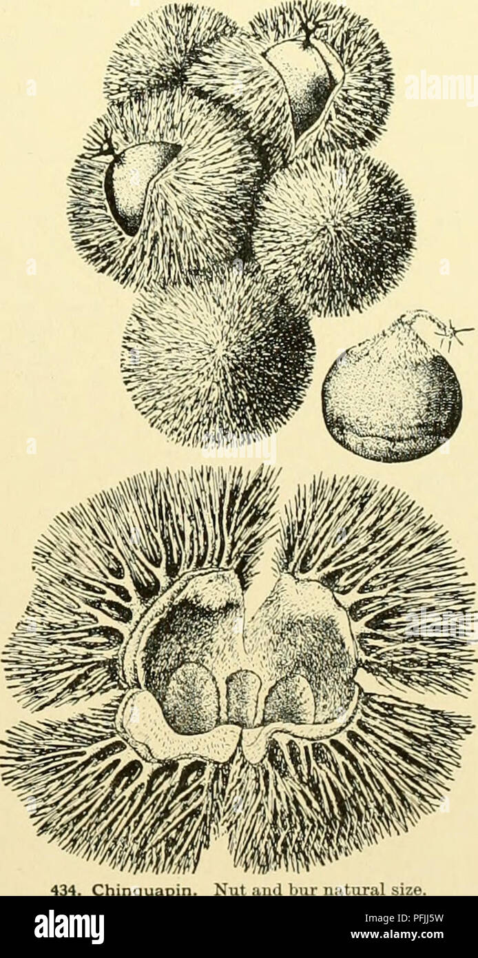 Chinquapin tree hi-res stock photography and images - Alamy